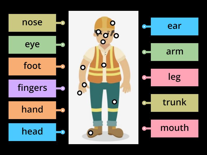 the body - Labelled diagram