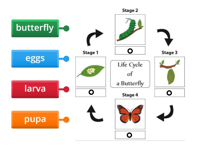 Butterfly - Labelled diagram