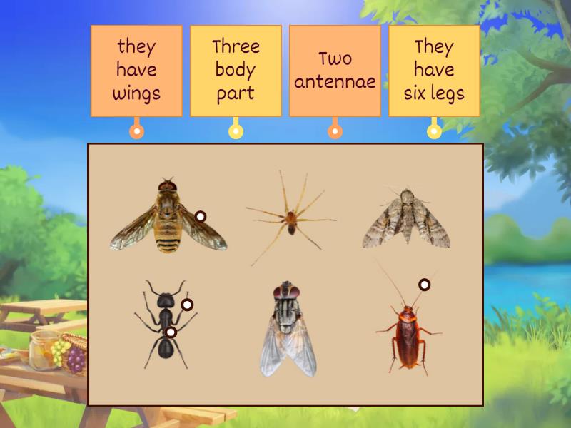 insects - Labelled diagram