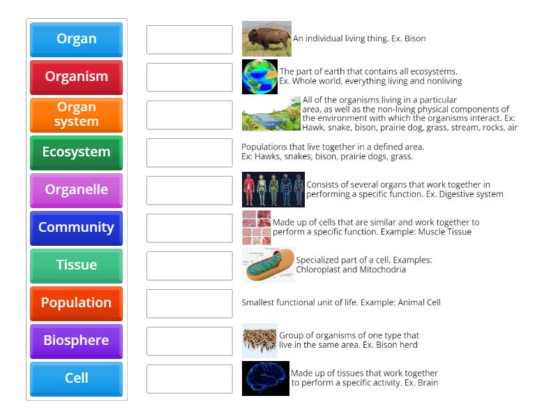 Levels of Organization - Match up