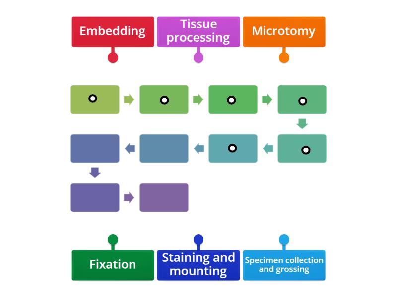 Histology Work flow and SOP - Labelled diagram