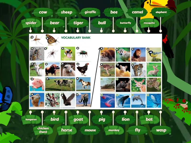 NEF pre-intermediate 9A animals - Labelled diagram