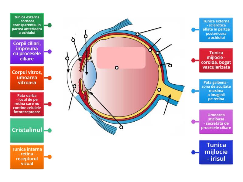 Structura globului ocular - Labelled diagram
