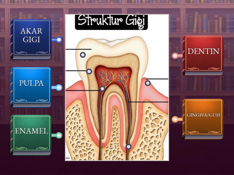 STRUKTUR GIGI - Labelled diagram