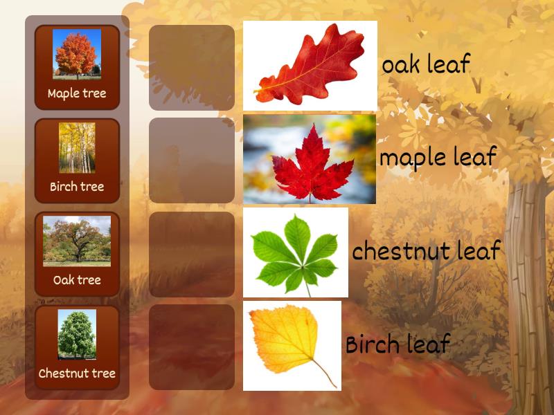Autumn leaves - Match up