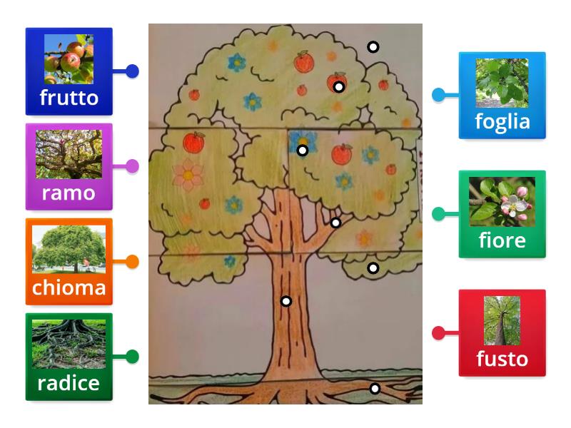 Le parti della pianta - Labelled diagram