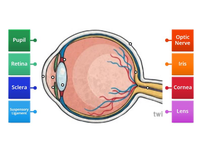 GCSE Eye Labelling - Labelled diagram