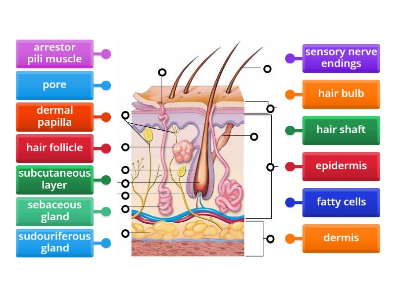 Label the skin diagram - Labelled diagram