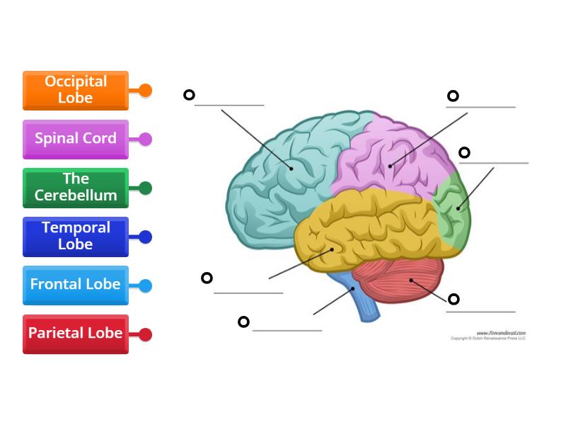 Parts of the Brain - Labelled diagram