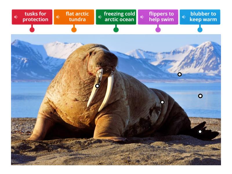 Arctic Tundra Habitat - Labelled diagram