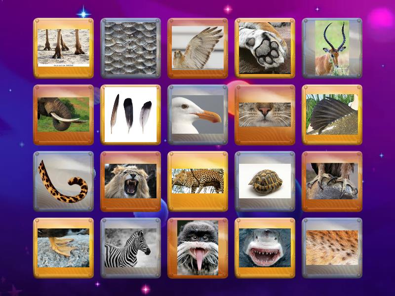 PARTS OF THE ANIMALS - Flip tiles