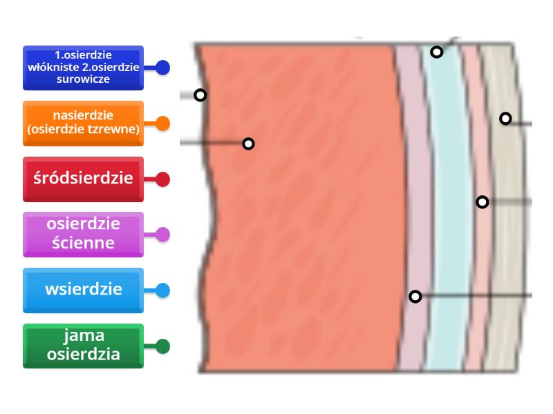 Budowa ściany serca - Labelled diagram