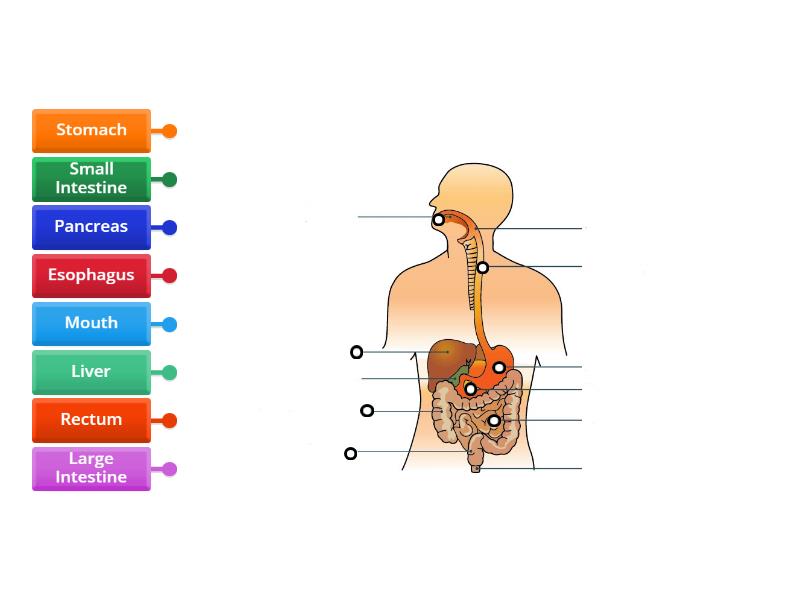 Digestion System - Organ Label - Labelled diagram
