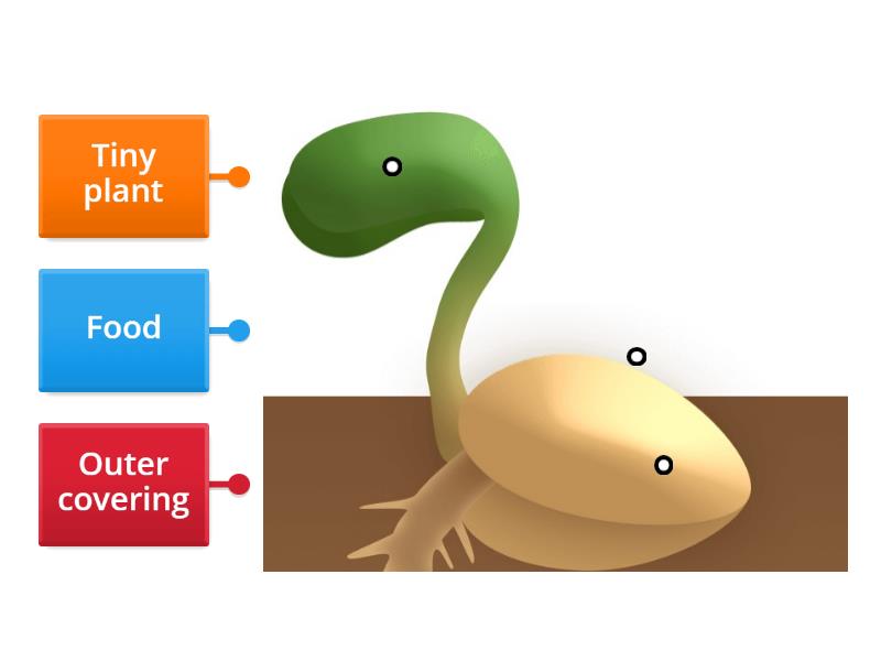 G3 :Topic (5) Life Cycles and Traits : Plant Reproduction - Labelled ...