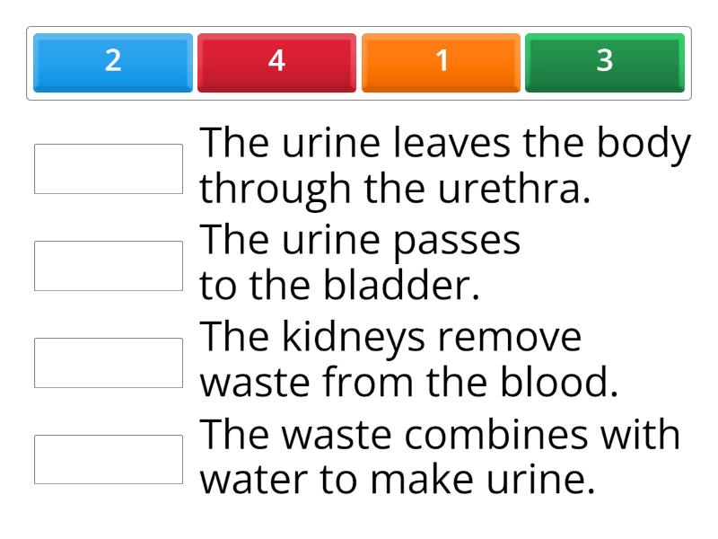 Natural Science 3rd grade Unit 2 Excretory system - Match up