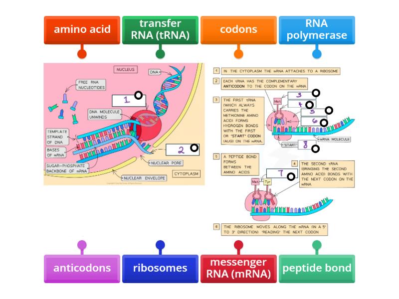 Protein synthesis (A-Level) - Labelled diagram