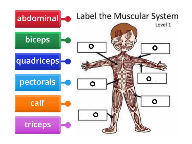 Muscular System K3 - Labelled diagram