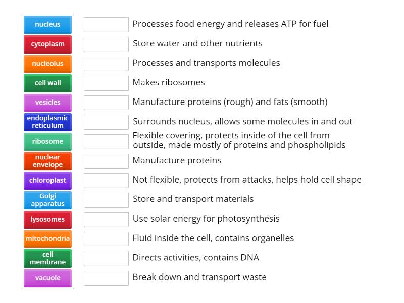 Organelle Functions - Match up