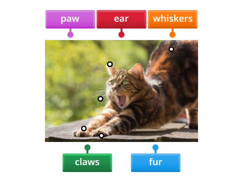 cat - Labelled diagram