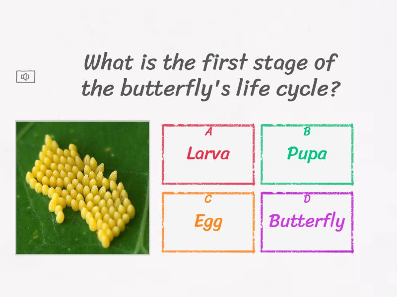 Life Cycle of a Butterfly - Quiz