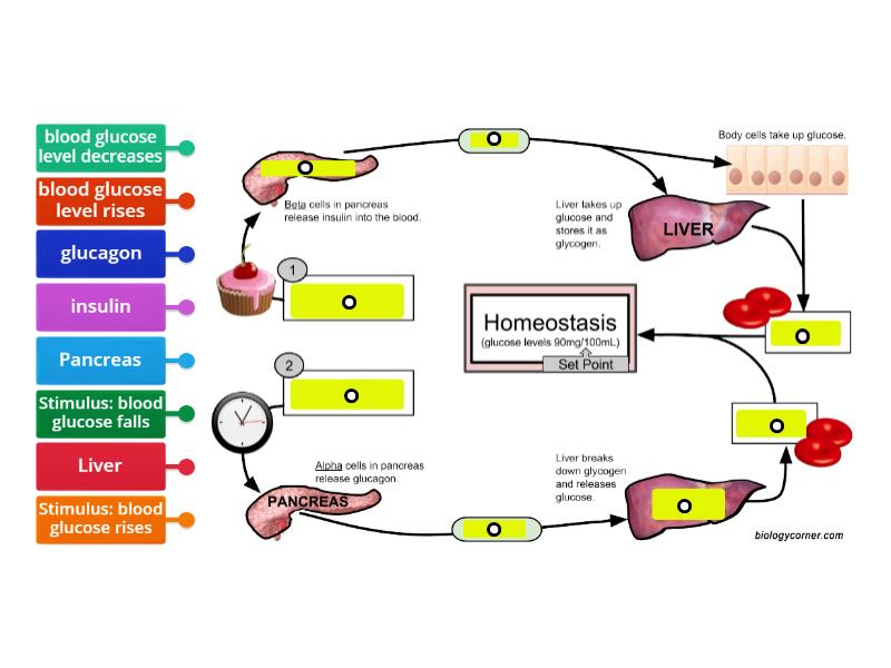 Glucose Homeostasis - Labelled diagram