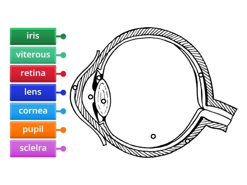 parts of the eye - Labelled diagram