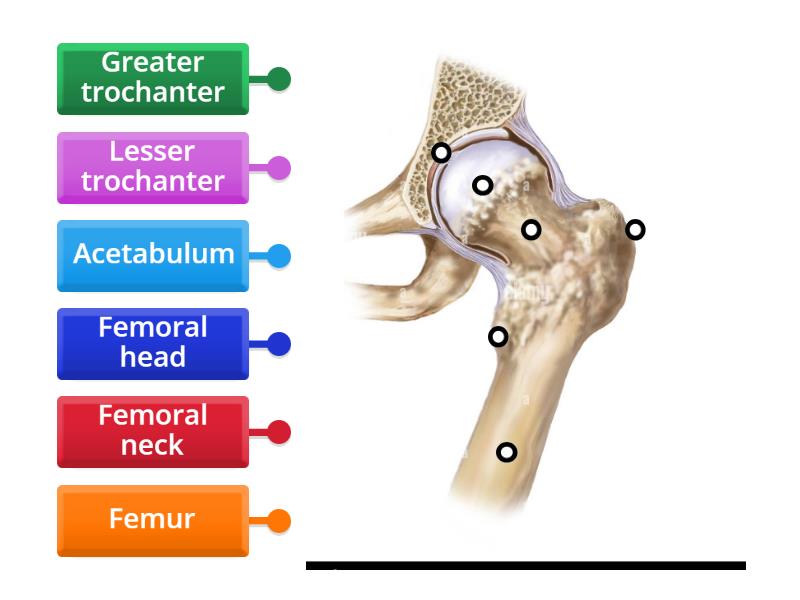 VNSA3-2.3 Hip joint - Labelled diagram