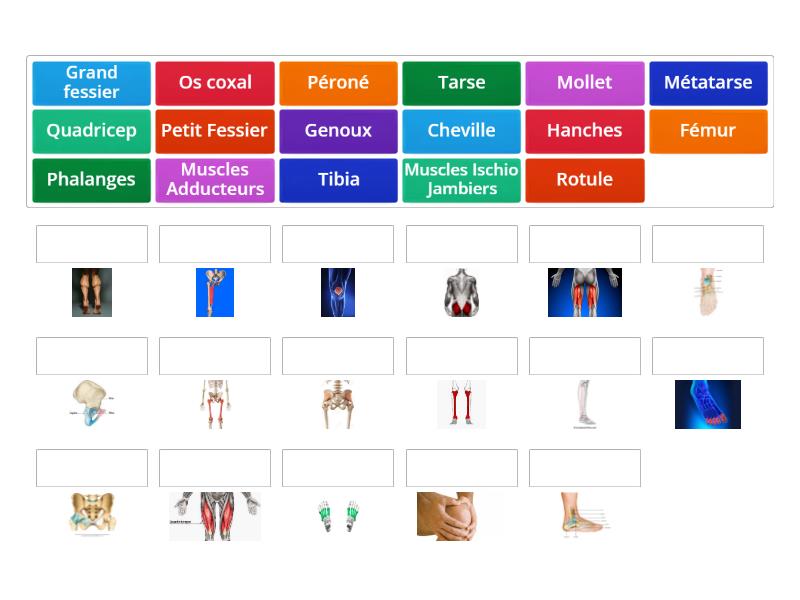 Associe les muscles, os et articulations des membres inférieur à l ...