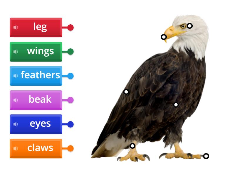 Parts of the body: The eagle - Labelled diagram