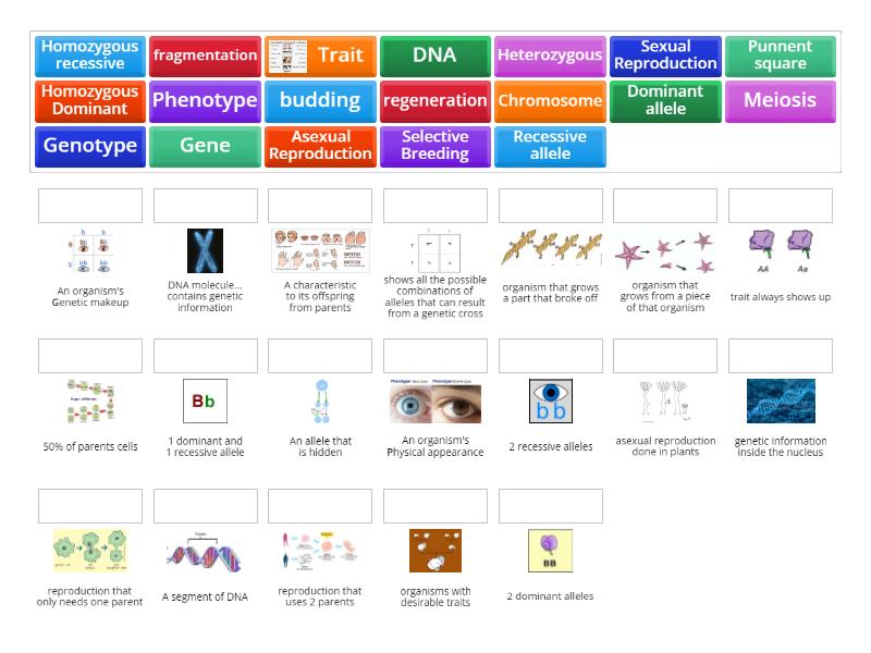 Genetics 7th Grade - Match up