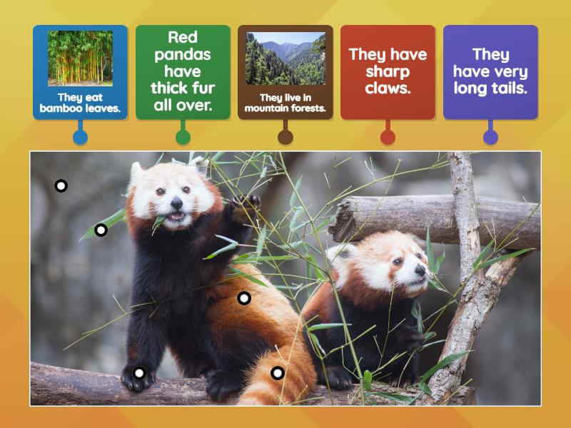 Label the picture (Red Pandas) - Labelled diagram