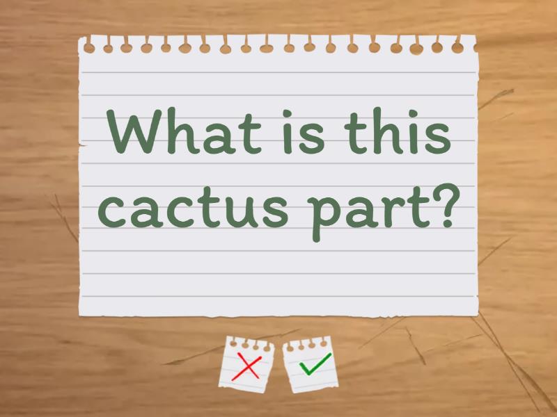 Our cactus - Flash cards