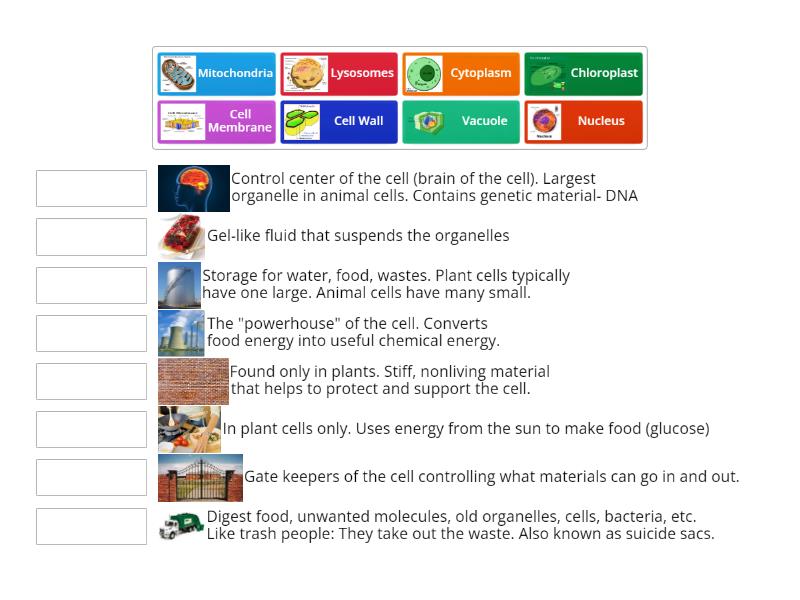 Cell Organelles - Match up