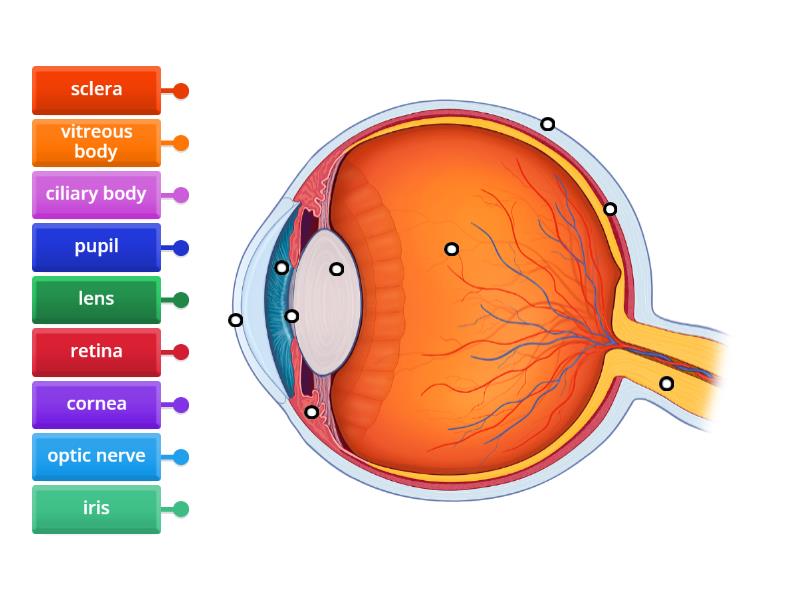 EYE diagram - Labelled diagram