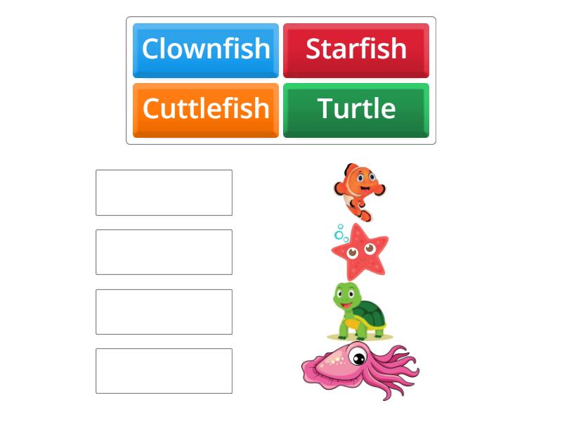 Coral Reef Animals - Match up