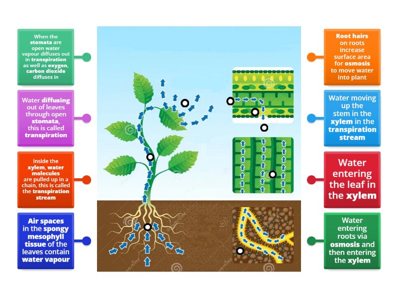 Transpiration image matching task - Labelled diagram