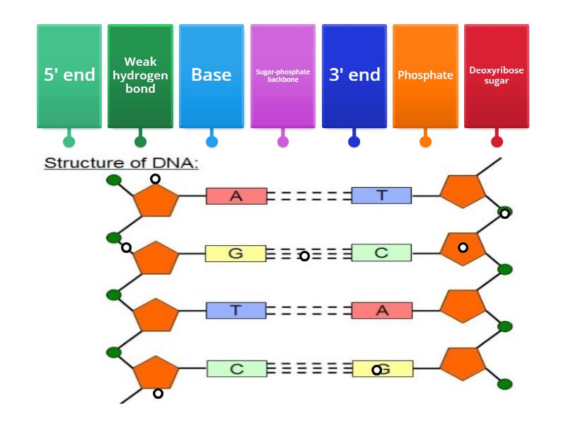 2a Structure of DNA Labelling Activity - Labelled diagram