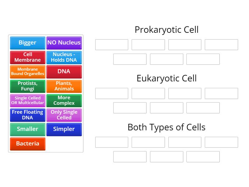 Prokaryotic and Eukaryotic Cells - Group sort