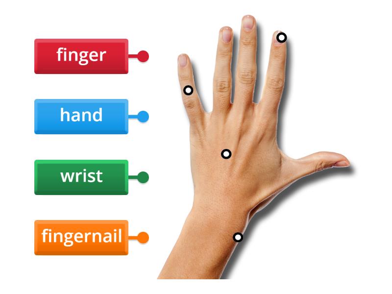 Label the Parts of the Hand - Labelled diagram