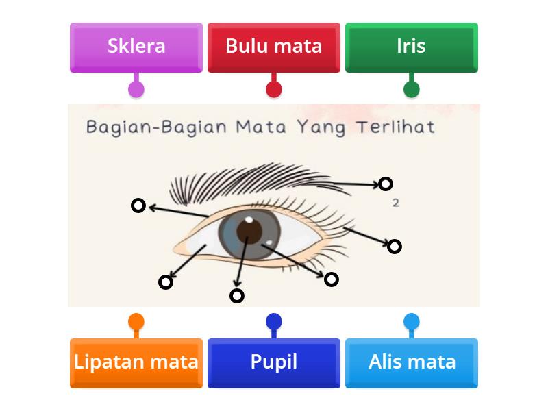 Bagian mata luar - Labelled diagram