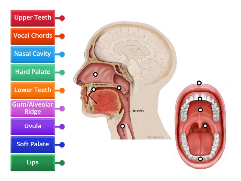 Articulatory System - Labelled diagram