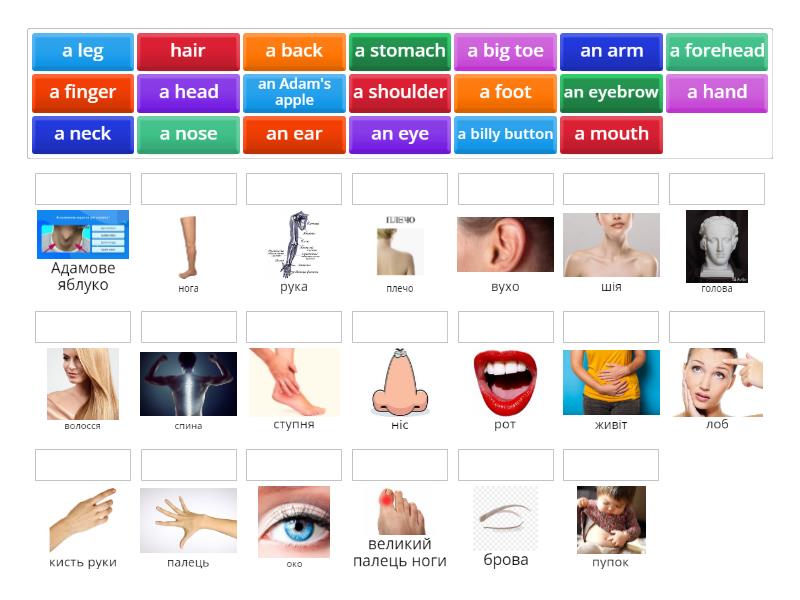 Flash. A1. Lesson 1. Body parts - Połącz w pary