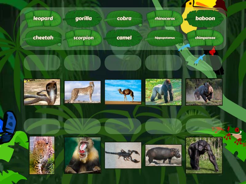 AFRICAN ANIMALS - Match up