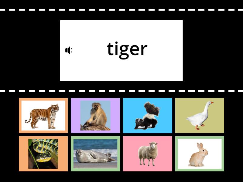 The Seals on the Bus Vocabulary - Find the match