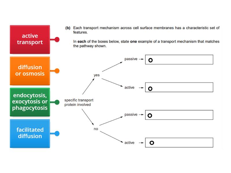 Transport across cell membranes - Labelled diagram