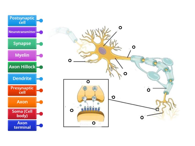 Menampilkan Struktur Bagian Sistem Saraf Dan Sinapsis Labelled Diagram