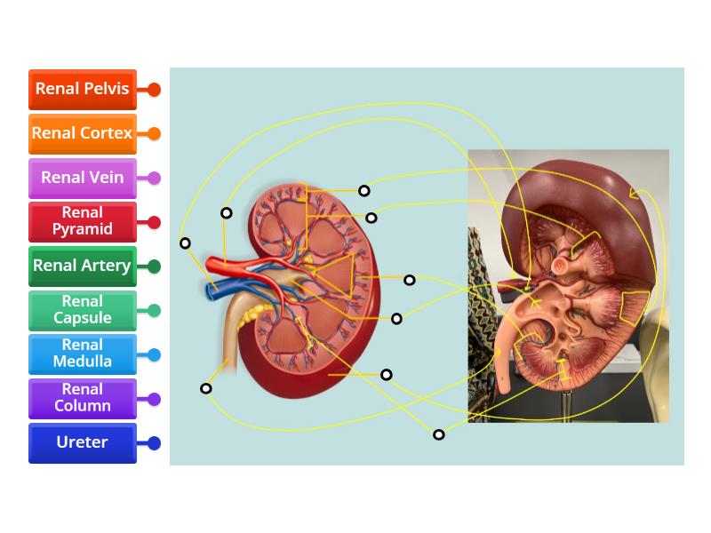 Label the Kidney - Labelled diagram