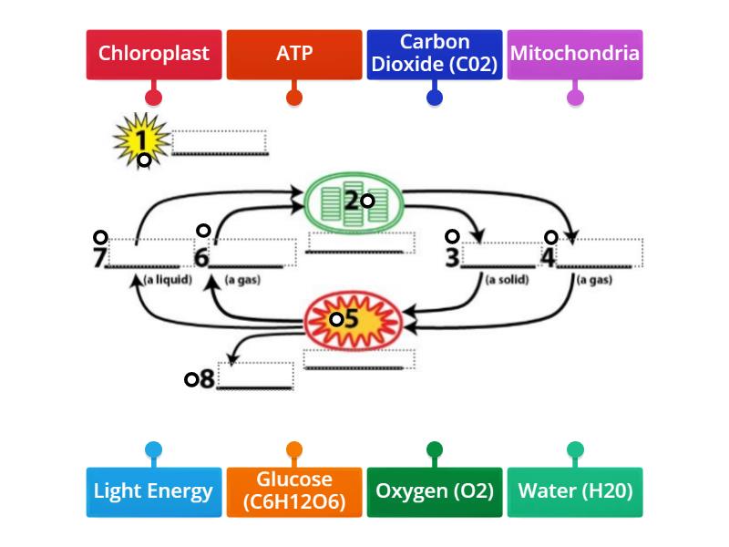 2023 7th grade Photosynthesis and Cellular Respiration Label Diagram ...