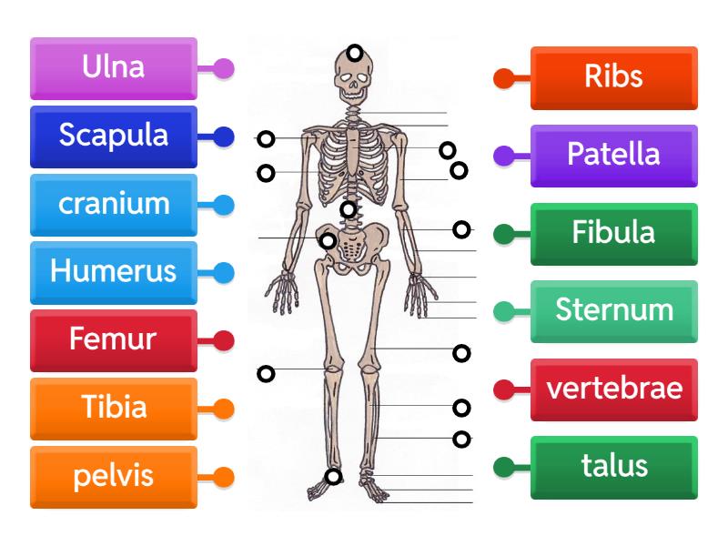 Bones of the Skeleton - Labelled diagram