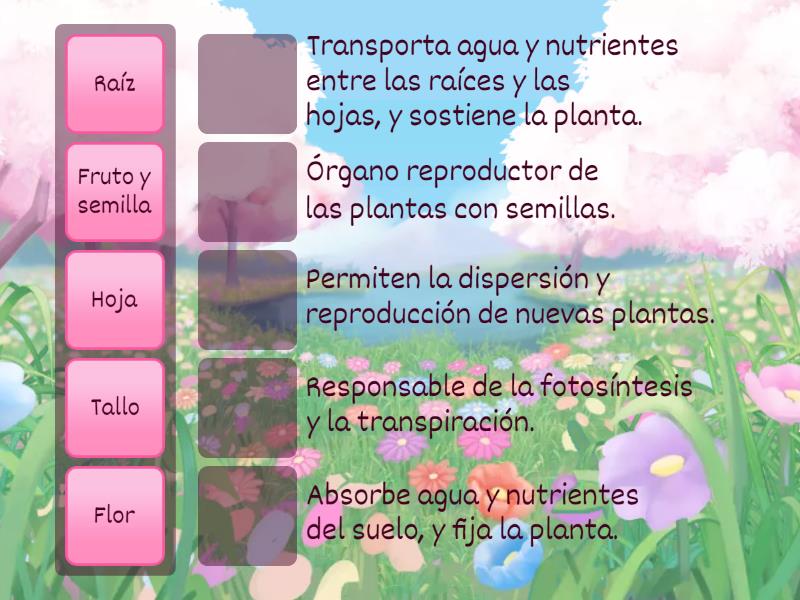 partes de las plantas y sus funciones - Match up